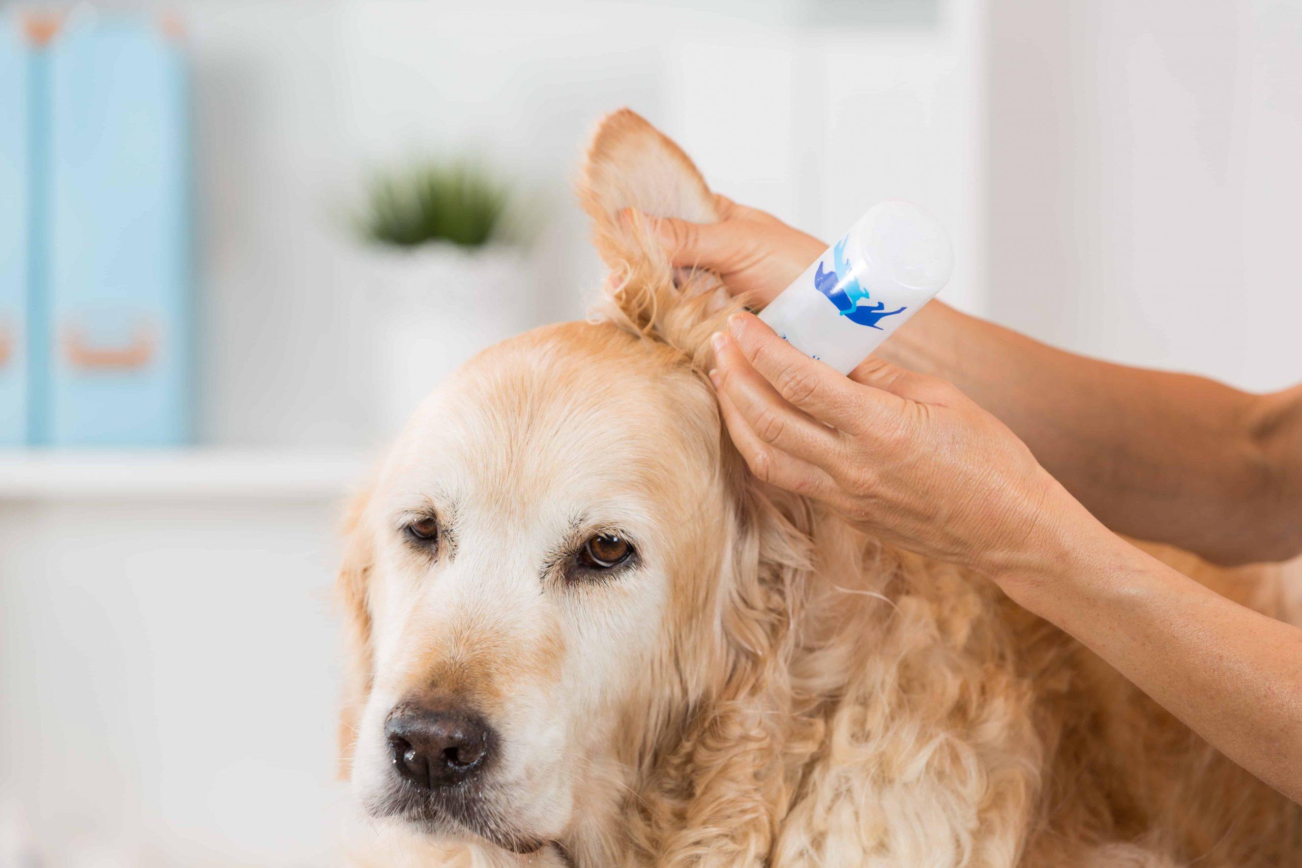 Otitis Externa in Dogs