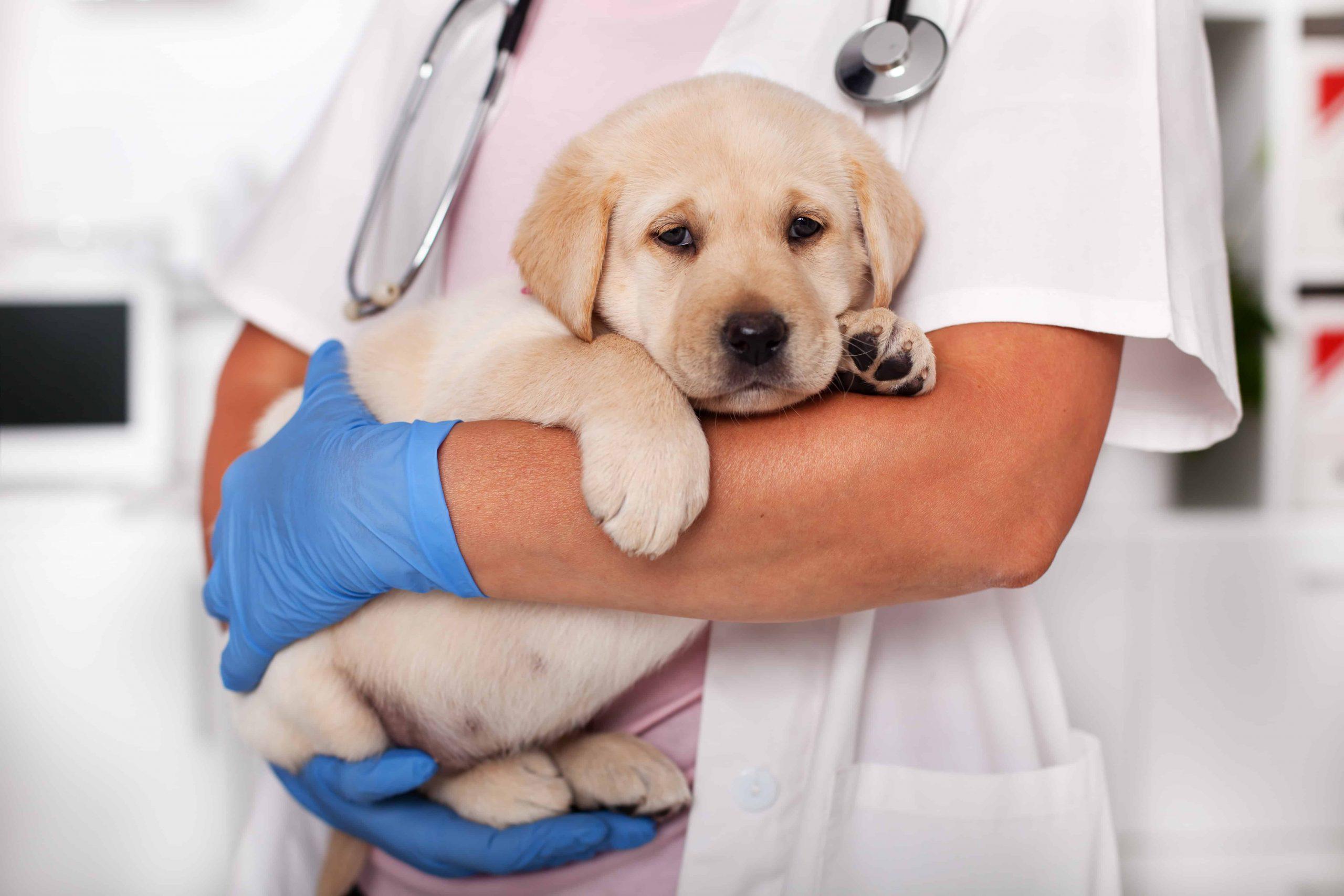 Labrador diesases and symptoms