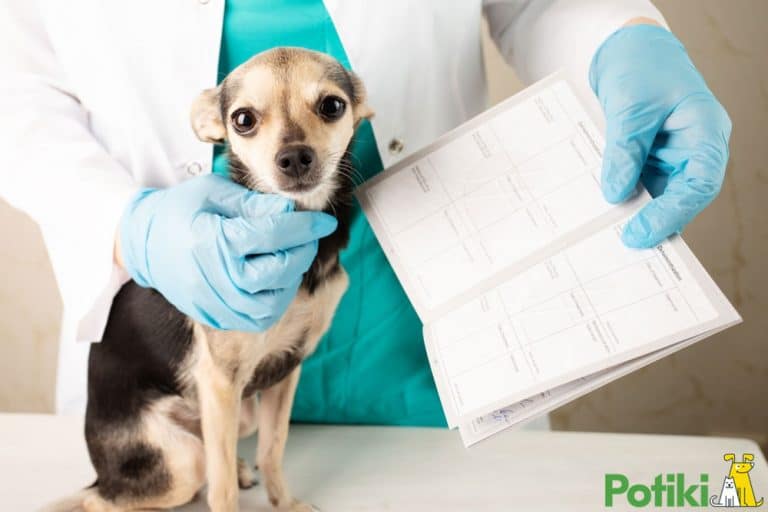 Understanding Dog Health Insurance: A Comprehensive Guide | Potiki Pet ...