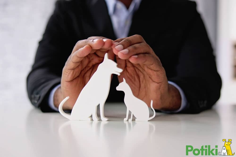 Understanding Dog Health Insurance: A Comprehensive Guide | Potiki Pet ...